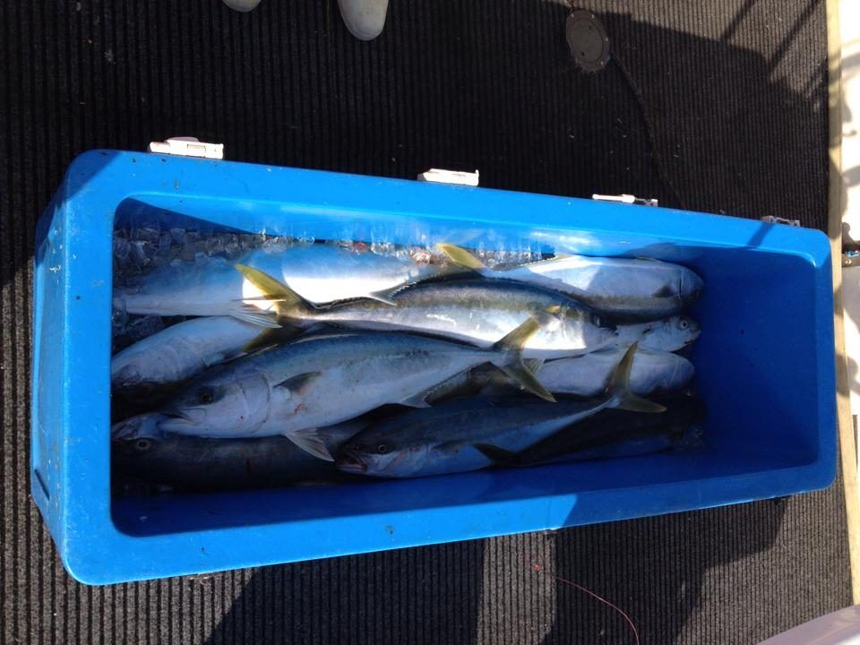 Kingfish - Fishing Charters Bermagui 0428995400
